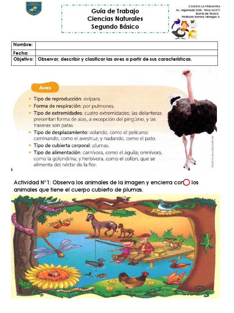 Guias Ciencias Las Aves | PDF