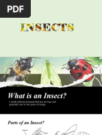 Butterfly Camouflage Classroom Activity | PDF | Camouflage | Mimicry