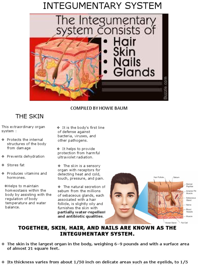 The Integumentary System | PDF | Skin | Nail (Anatomy)