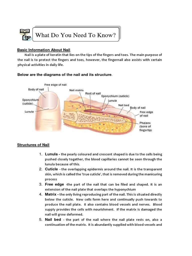 Basic Information About Nail | PDF | Nail (Anatomy) | Integumentary System