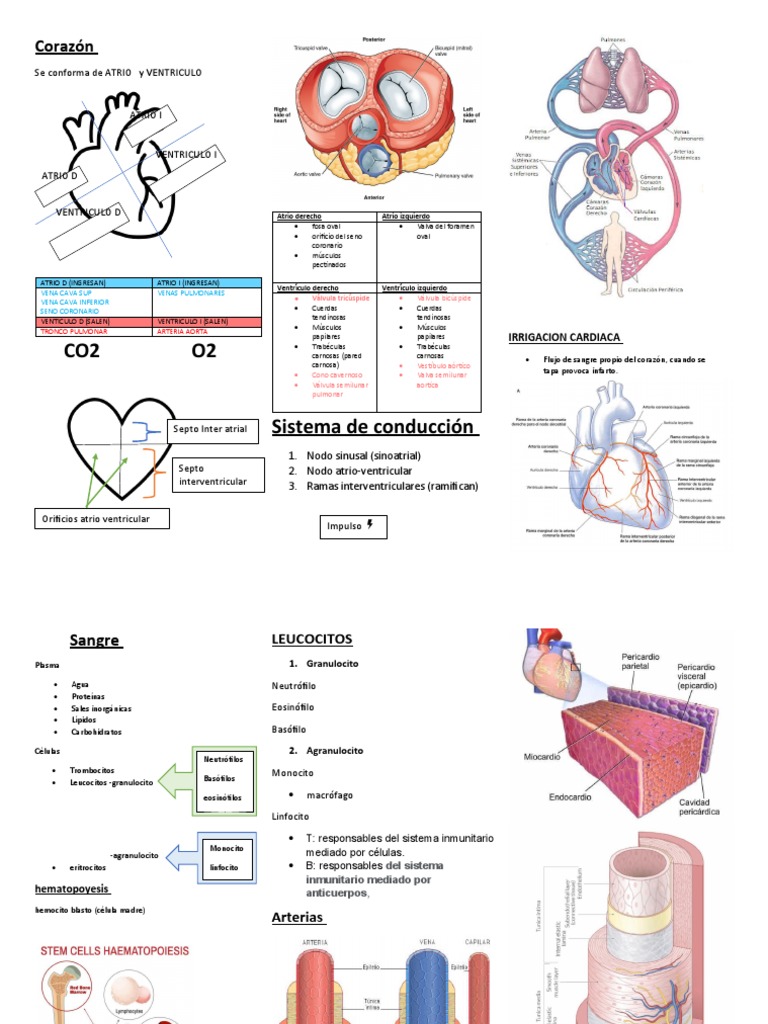 Corazón Pdf Ventrículo Corazón Tórax Anatomía Humana
