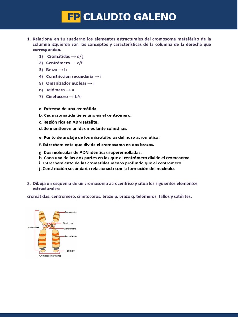 Guía de Estudio de Genética Celular | PDF | Cromosoma | Codigo genetico