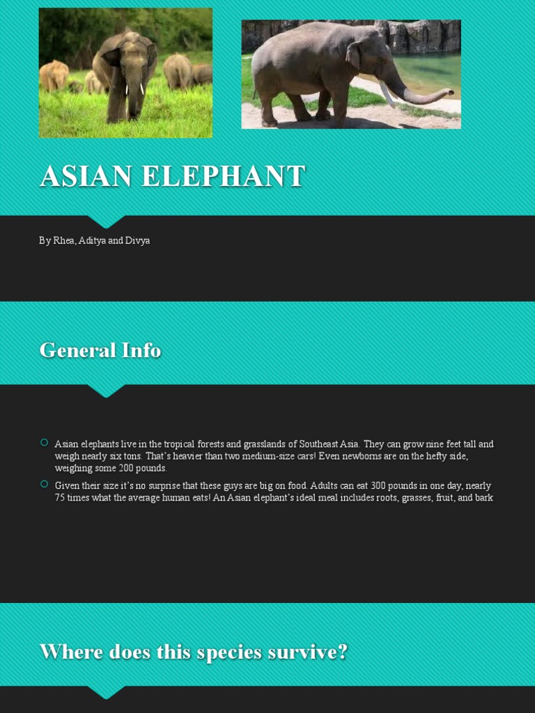 Asian Elephants | PDF | Elephant | Conservation Biology