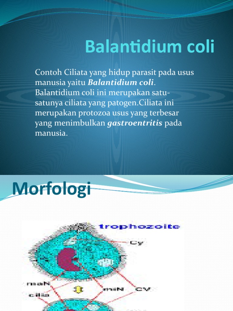 Morfologi dan Penularan Balantidium Coli | PDF