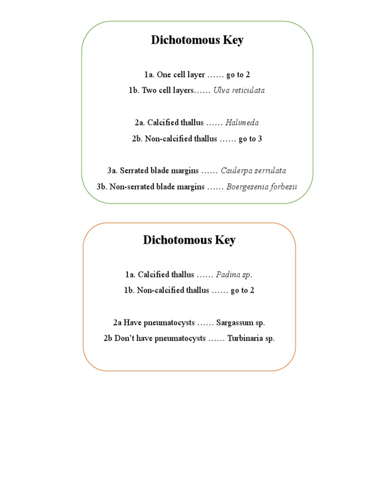 Dichotomous Key | PDF | Leaf | Plants