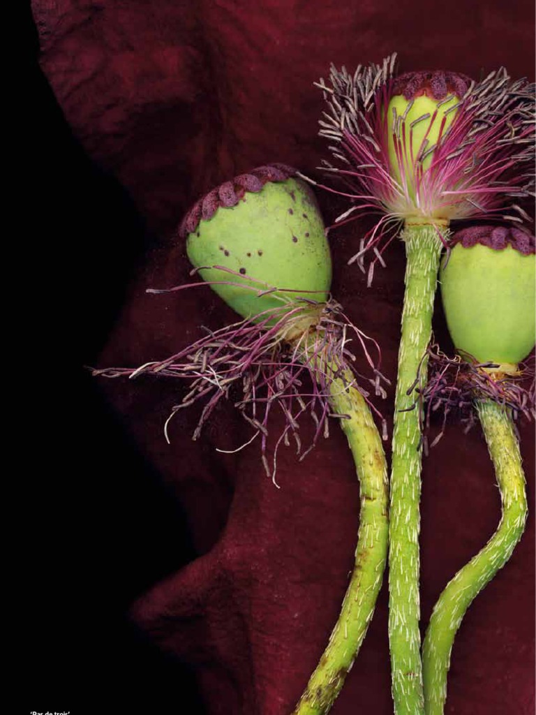 Scanning The Natural World - Janet Dwyer | PDF | Image Scanner | Vision