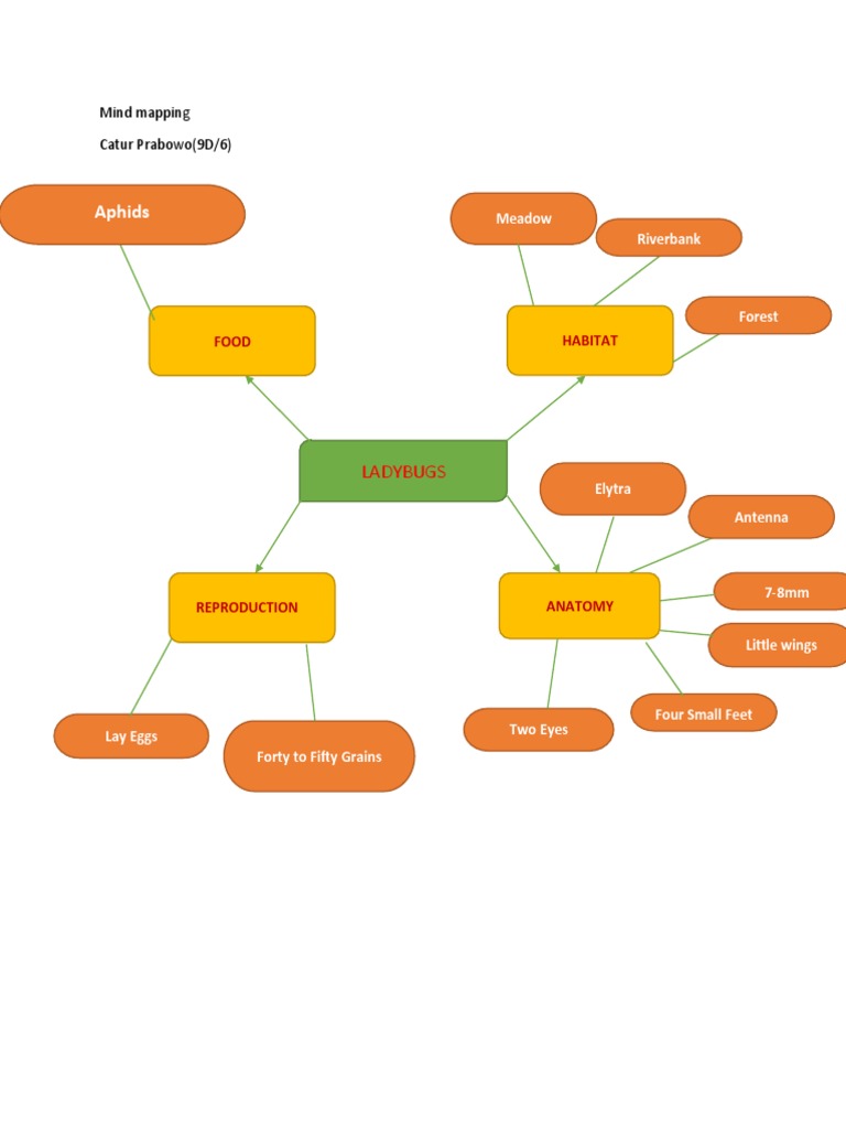Ladybug Mind Map Overview | PDF