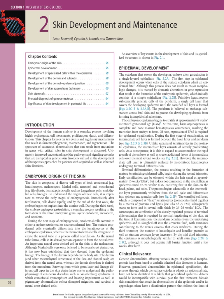 Skin Development and Maintenance | PDF | Epidermis | Skin