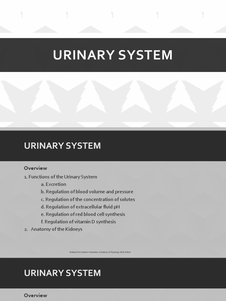 11 - Urinary System | PDF