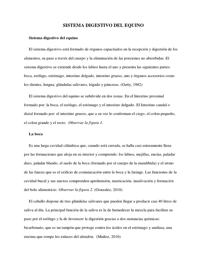 Físiologia II - Sistema Digestivo Del Equino | PDF | Hígado | Digestión