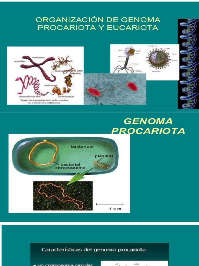Organizacion Del Genoma Procariota y Eucariota | PDF