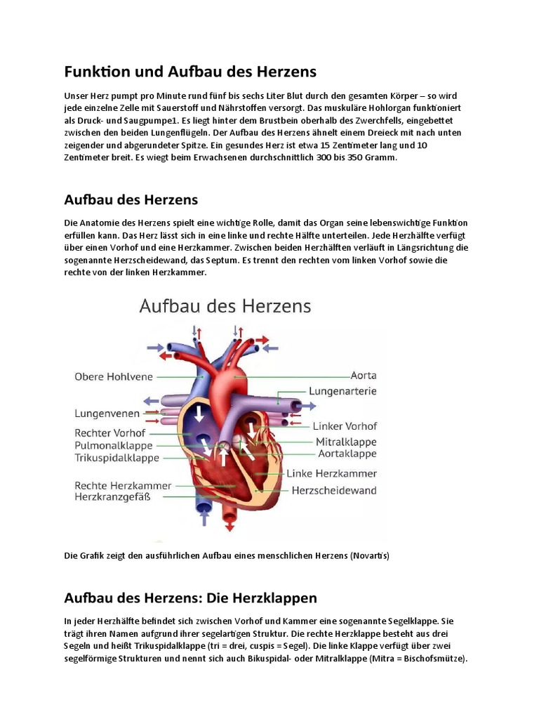 AB 1 - Aufbau Und Funktion Des Herzens | PDF