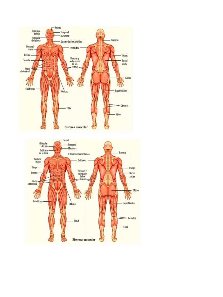 Sistema Muscular Pdf