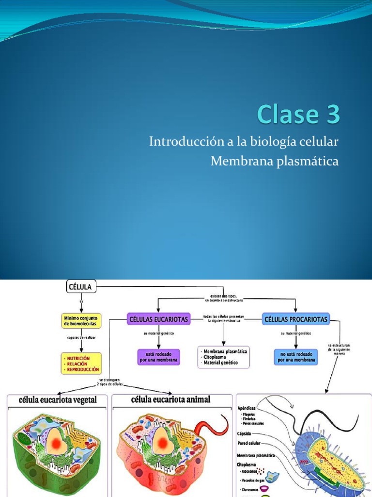 Clase 3 (Intro Biolog. Celular + Organelos) | PDF
