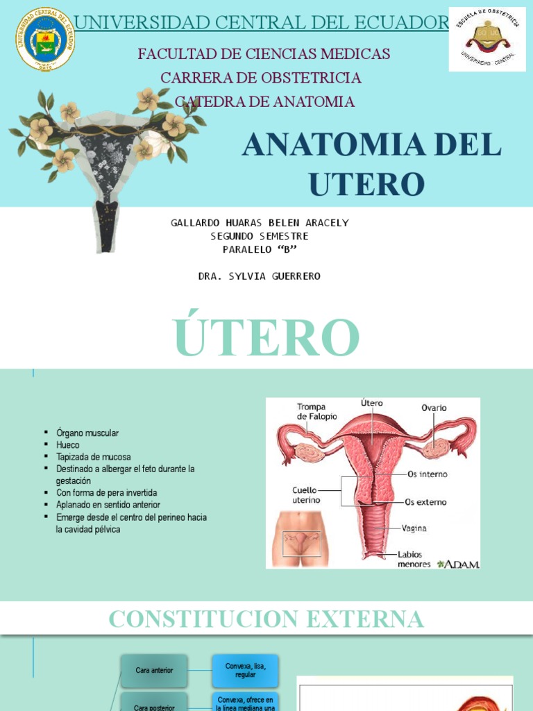 Anatomia Del Utero | PDF | Vagina | Pelvis