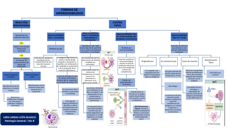 05 Mapa Conceptual de Reacciones de Hipersensibilidad | PDF | Inflamación | Sistema inmune