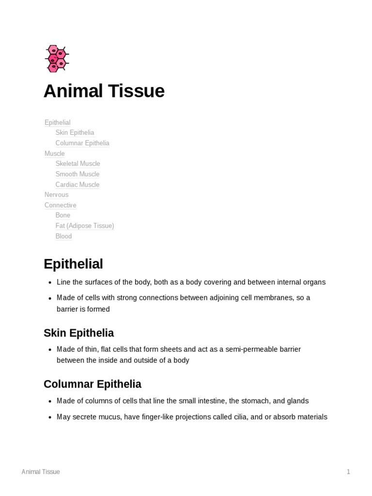 Animal Tissue - NOTES | PDF | Epithelium | Tissue (Biology)