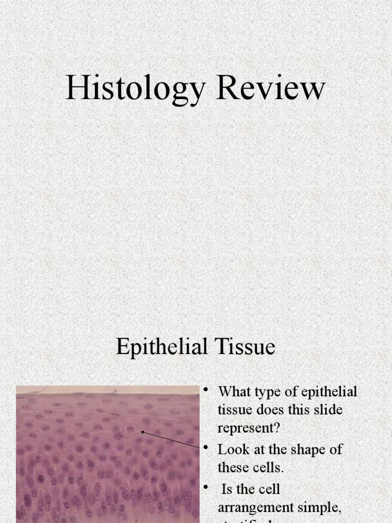 Practice Slides - Histology 2 | PDF | Tissue (Biology) | Epithelium