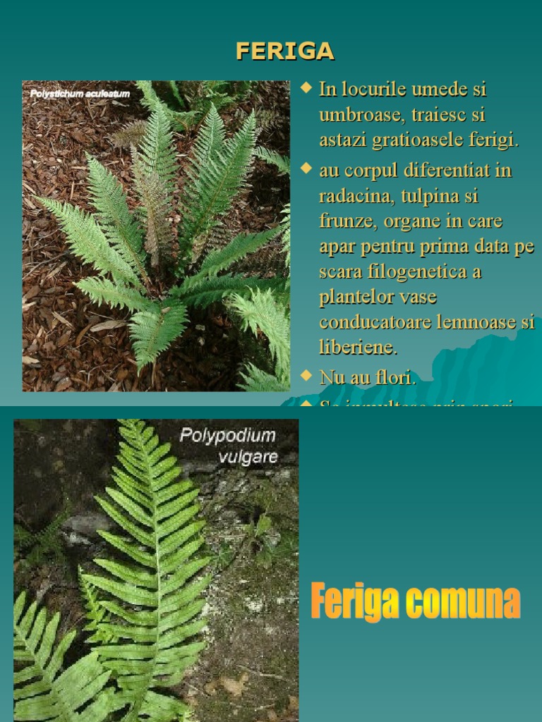 Feriga Power Point | PDF