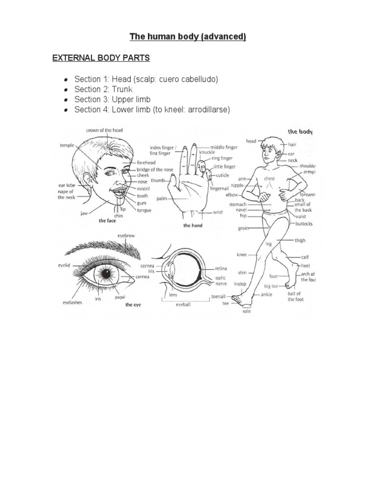 The Human Body - Advanced | PDF | Human Body | Skeleton