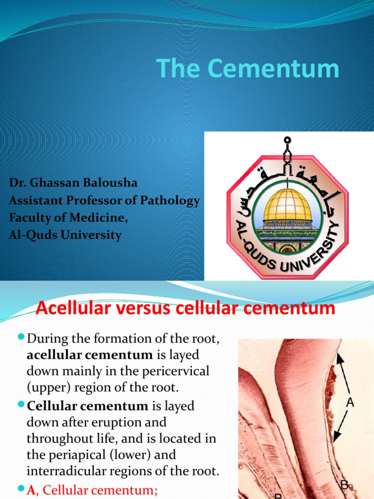 The Cementum | PDF | Periodontology | Dentistry Branches
