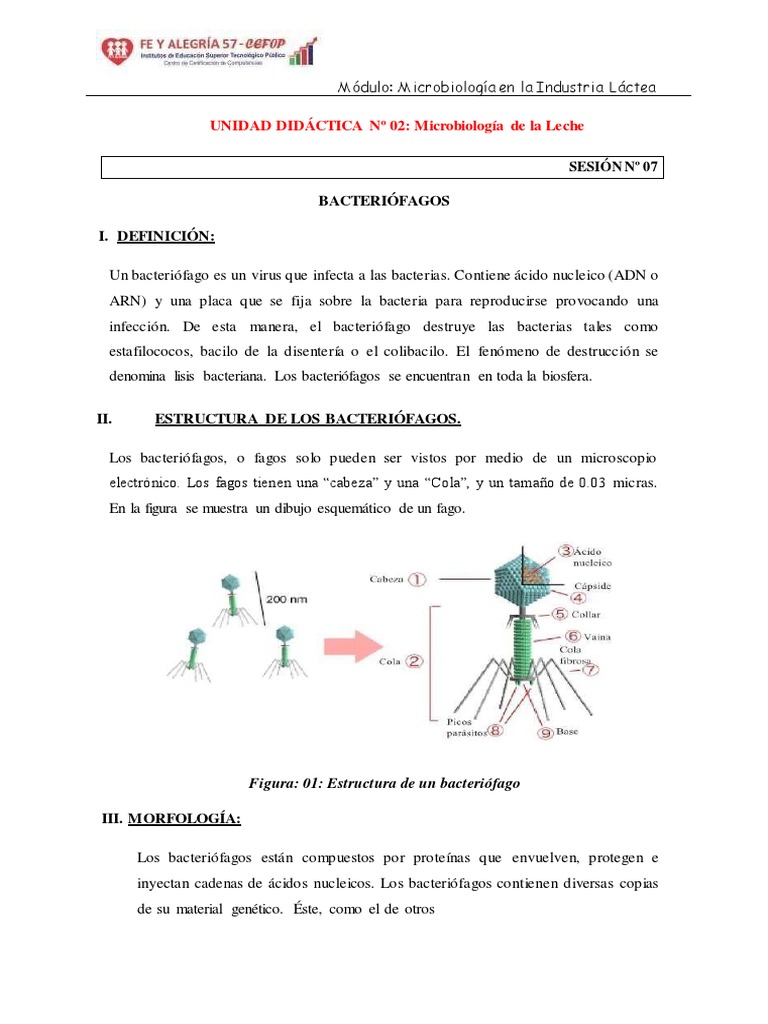 S07 Bacteriófagos | PDF | Bacteriófago | Virus