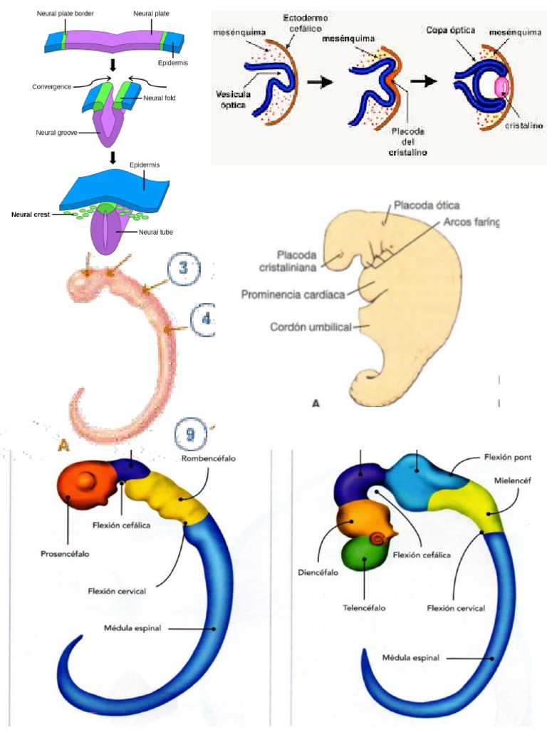 Imagenes Ectodermicas | PDF