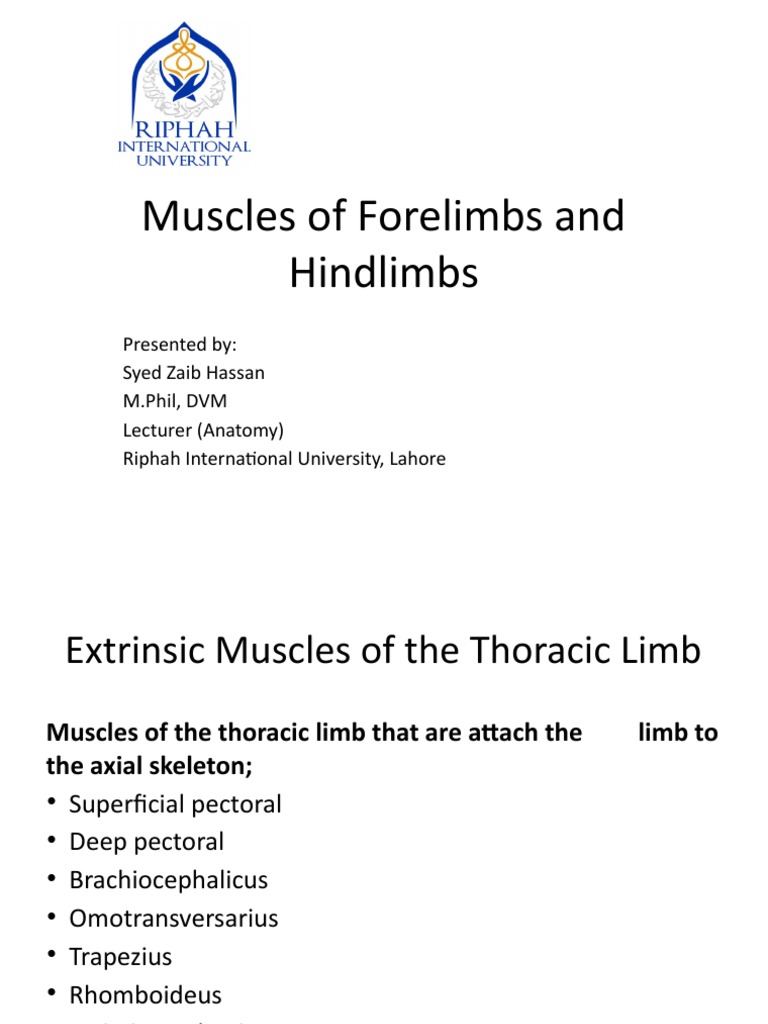 Forelimb and Hindlimb Muscle Anatomy | PDF