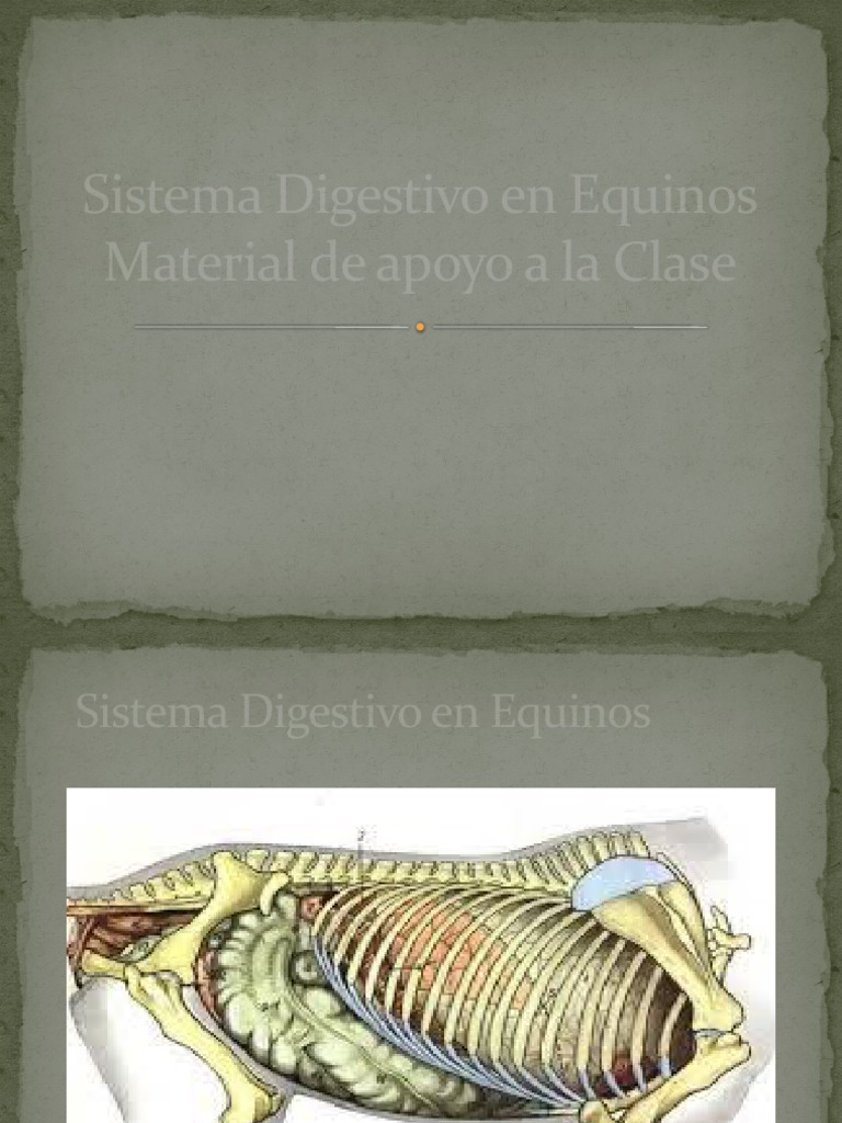 digestivo equinos | PDF | Sistema digestivo humano | Tracto ...