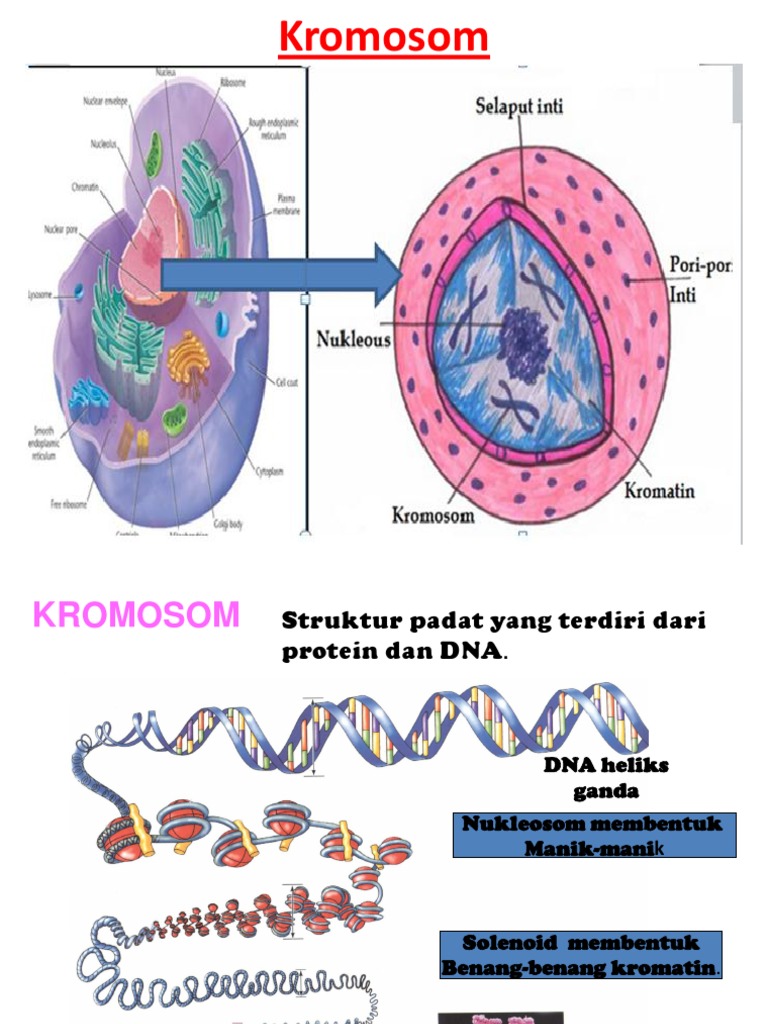 Kromosom Andri | PDF