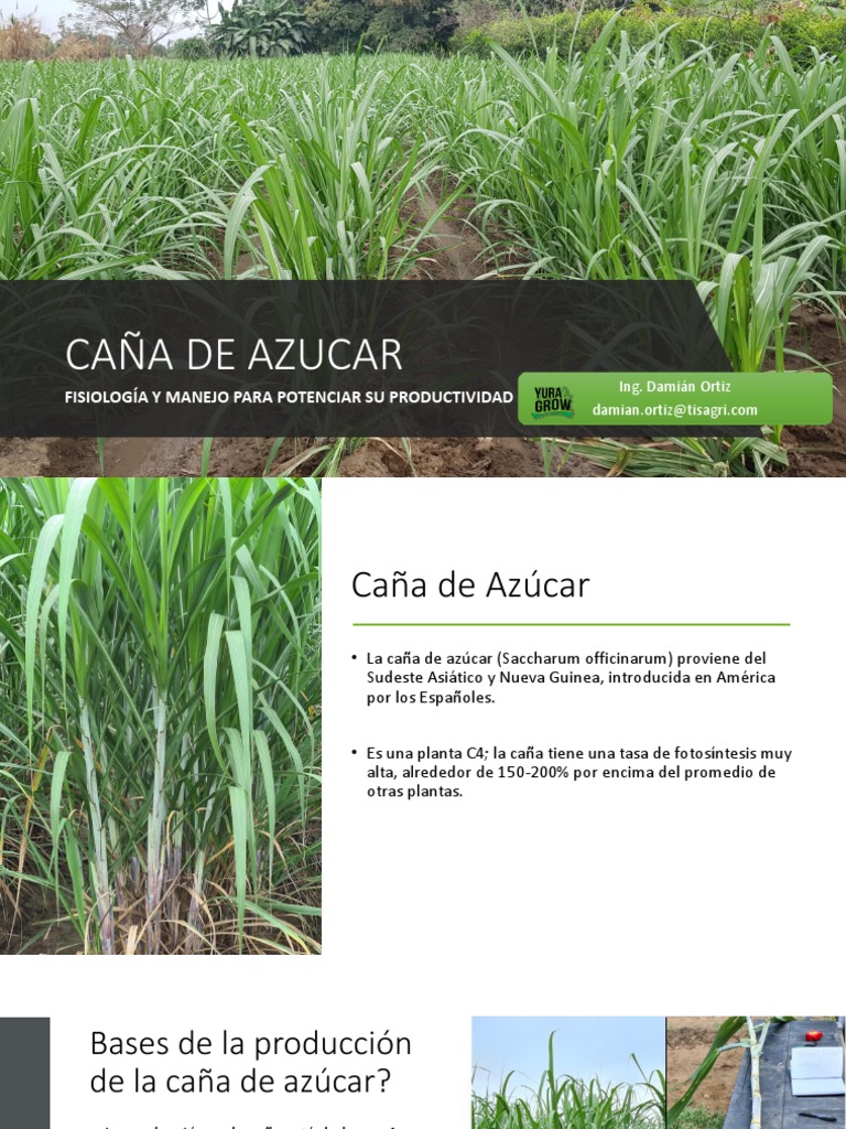 Caña de Azucar Fisiologia y Manejo - Yuragrow | PDF | Fertilizante ...