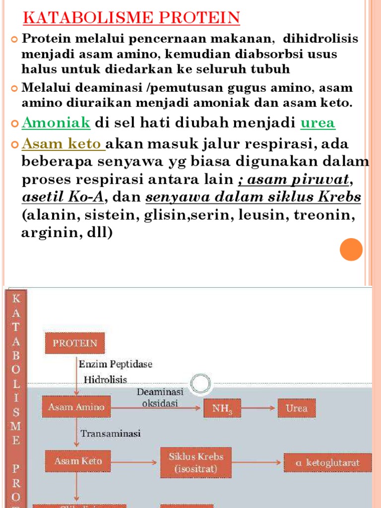 KATABOLISME Protein Lemak | PDF | Sains & Matematika