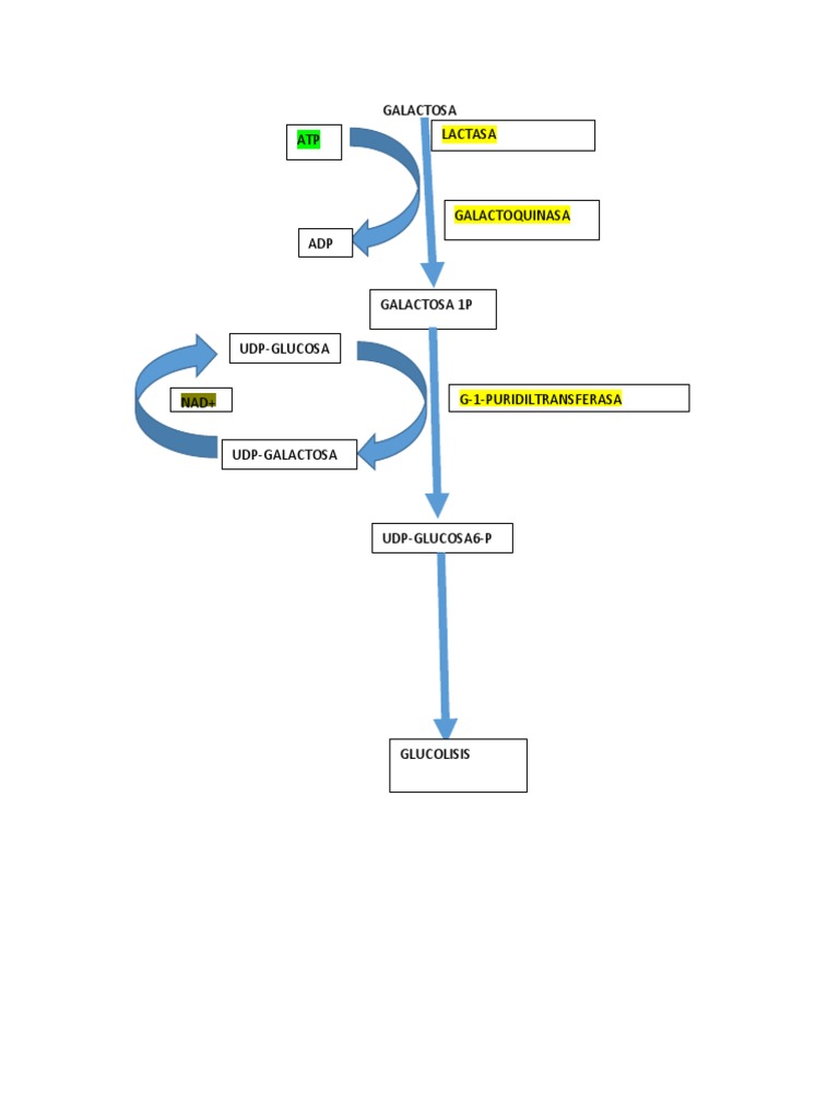 CICLO GALACTOSA | PDF