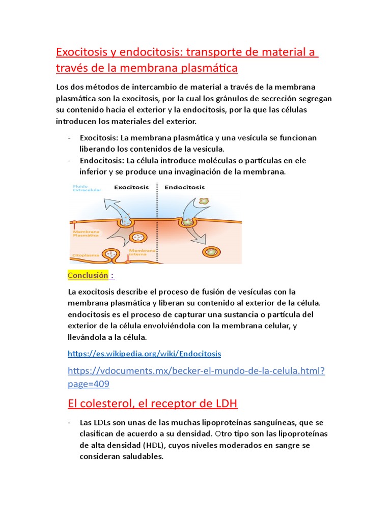 Exocitosis y endocitosis | PDF