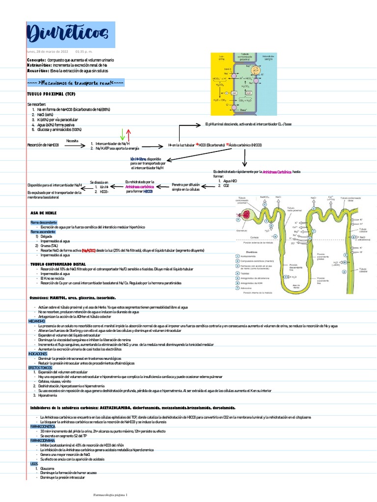 Mecanismos de Diuresis y Farmacología Renal | PDF | Especialidades ...