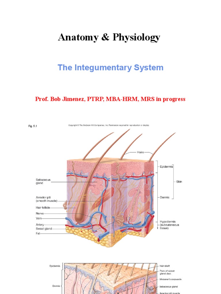 Anatomy Chapter 5 The Integumentary System | PDF