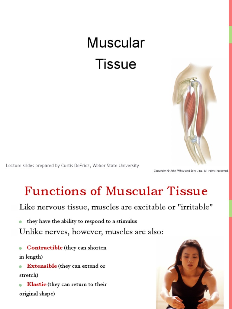 Anatomy Chapter 10 Muscular Sysem (Muscular Tissue) | PDF | Skeletal ...