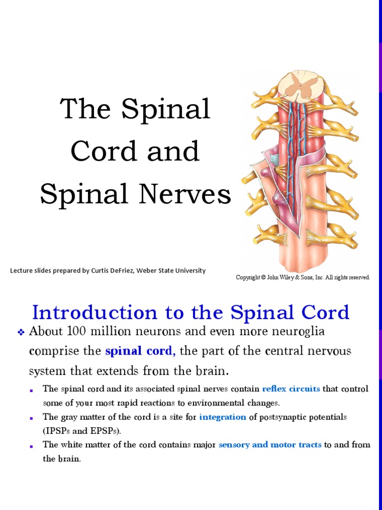 Anatomy Chapter 12 The Spinal Cord and The Spinal Nerve | PDF | Spinal ...