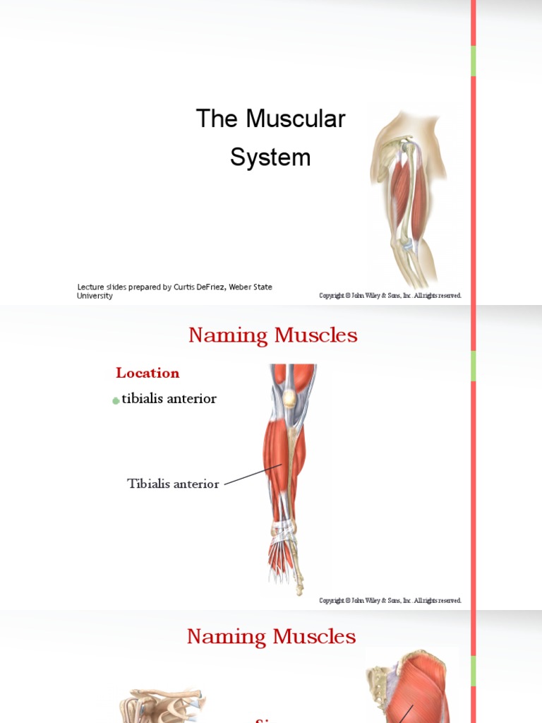 Anatomy Chapter 9 Muscular System (Naming Muscle) | PDF | Arm | Human Anatomy