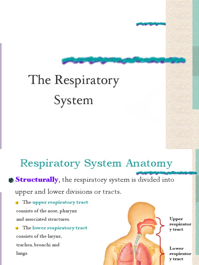 Anatomy Chapter 23 Respiratory System | PDF | Respiratory Tract | Lung