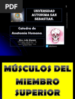 Anatomía Del Hueso Del Húmero Del Perro AnatomyLearner - El Lugar para ...