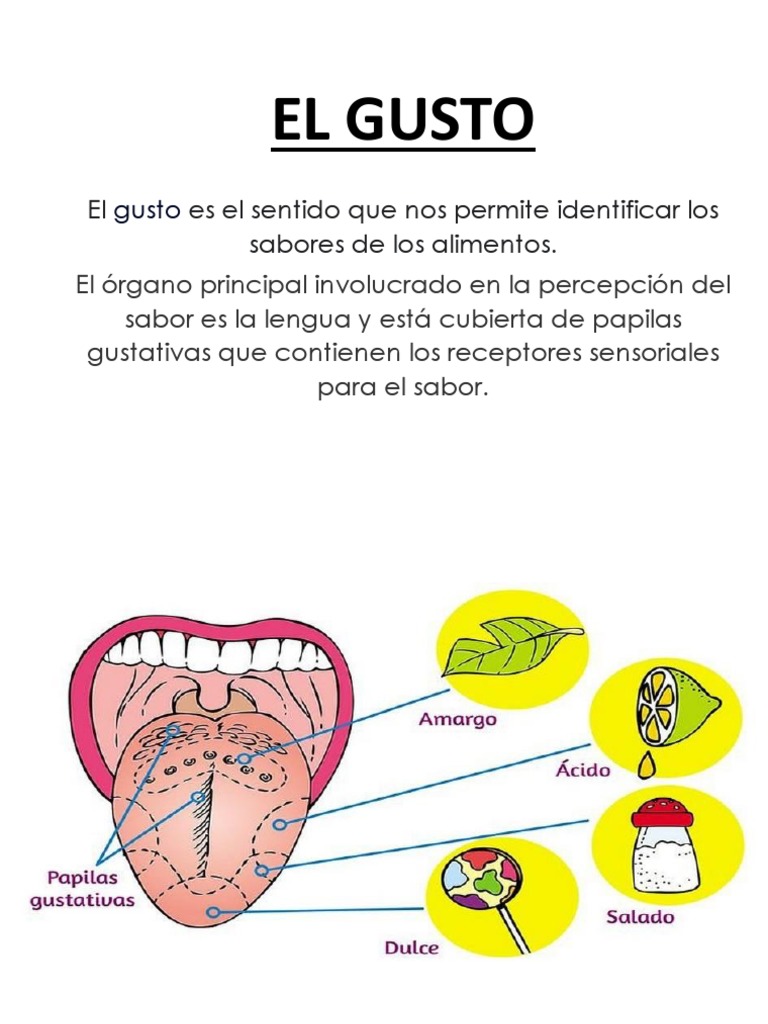 El sentido del gusto y sus receptores | PDF | Artes del Lenguaje y ...