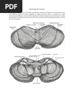 Amelia Meromelia Pie Equino Varo Grupo #2 M1-01 | PDF | Pie | El embarazo