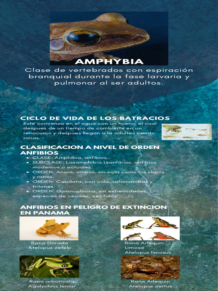 Clasificación y Ciclo de Vida de Anfibios | PDF