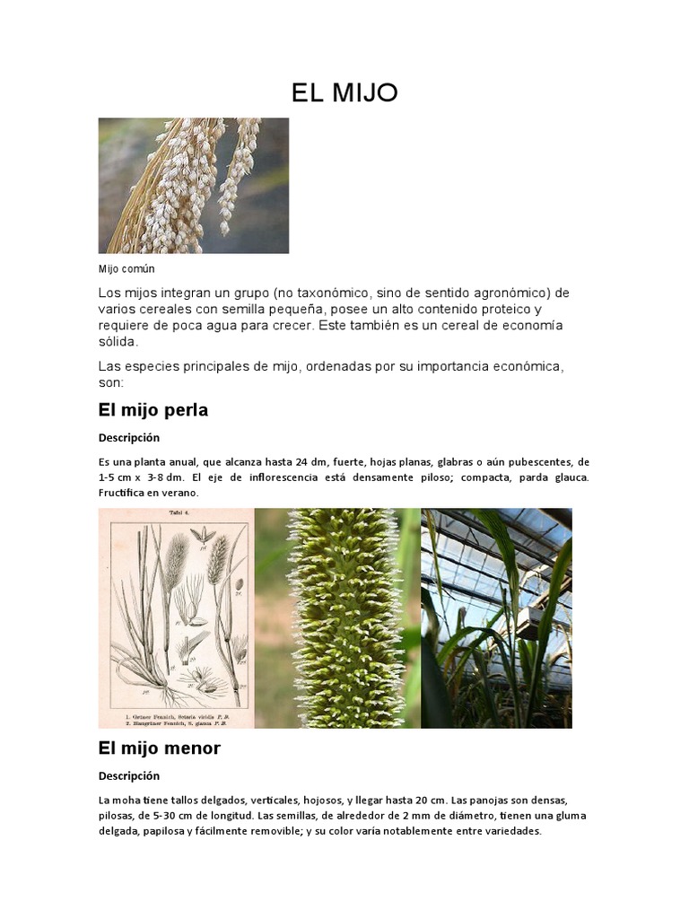 El Mijo | PDF | Alimentos basicos | Botánica