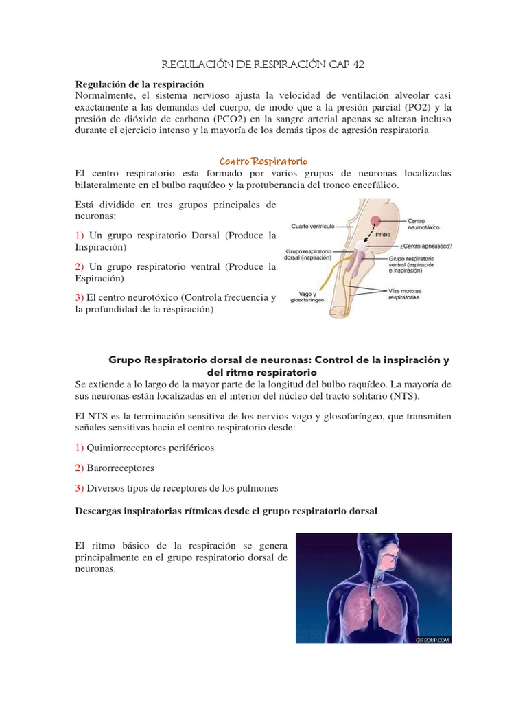 Cap. 42 FISIO II | PDF | Sistema respiratorio | Apnea