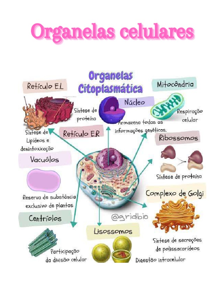 Organelas Celulares | PDF