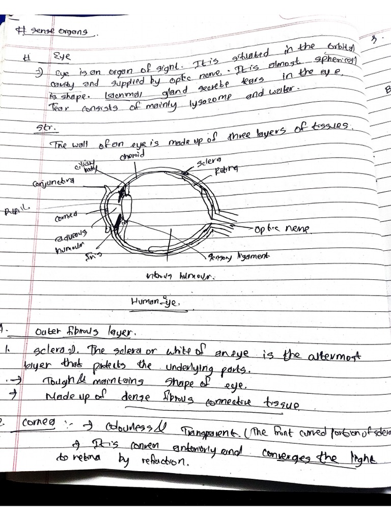 Sense Organs | PDF