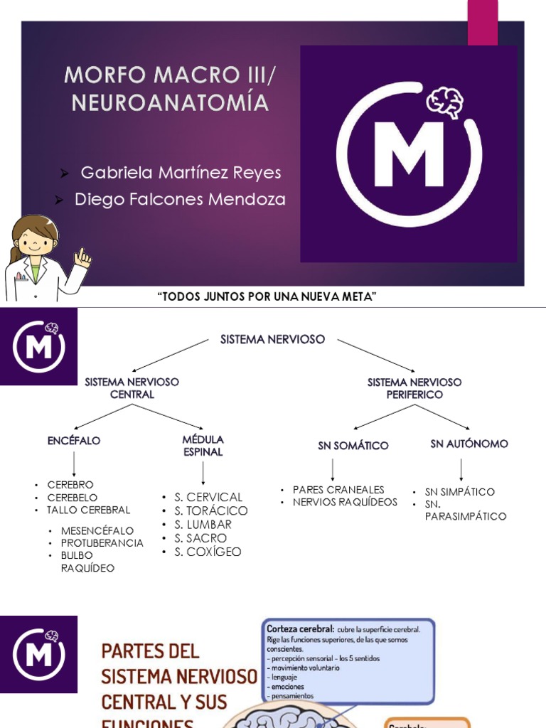 META POCKET MORFO MACRO III-NEUROANATOMÍA | PDF