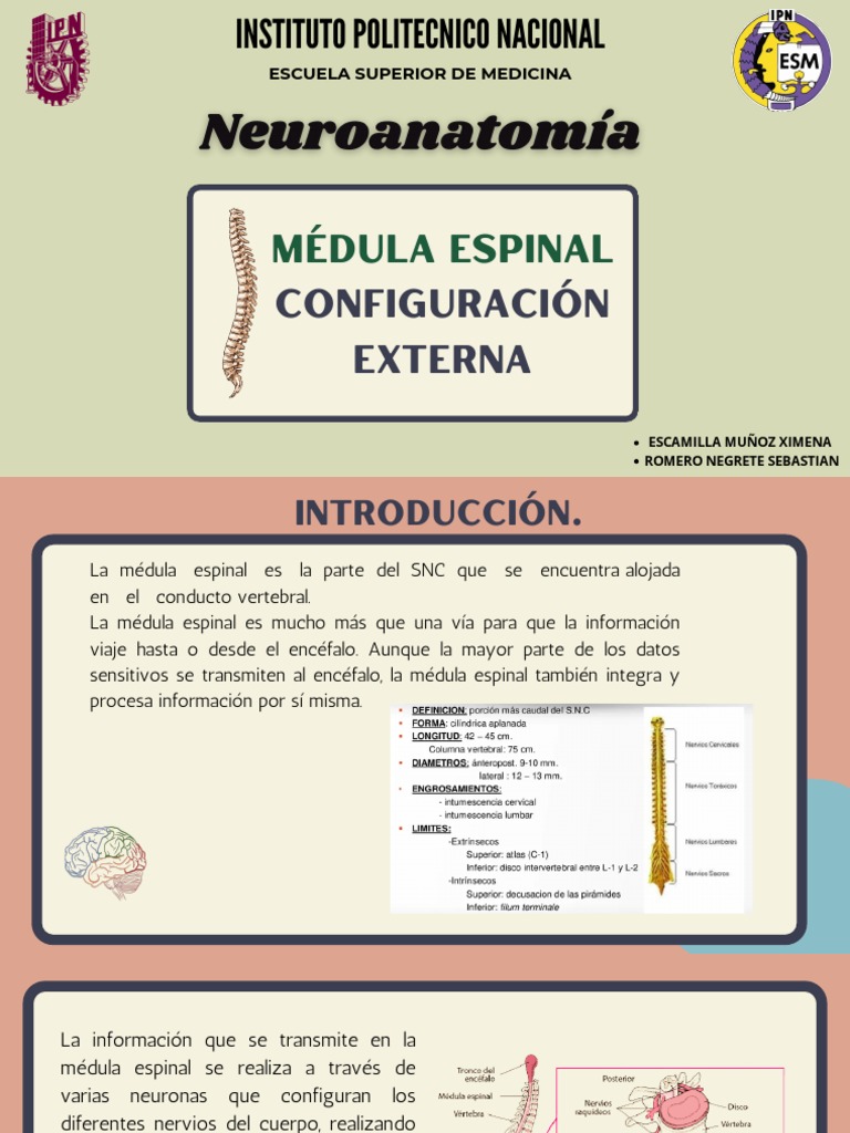 Medula Espinal Contenido Externo | PDF | Médula espinal | Sistema nervioso